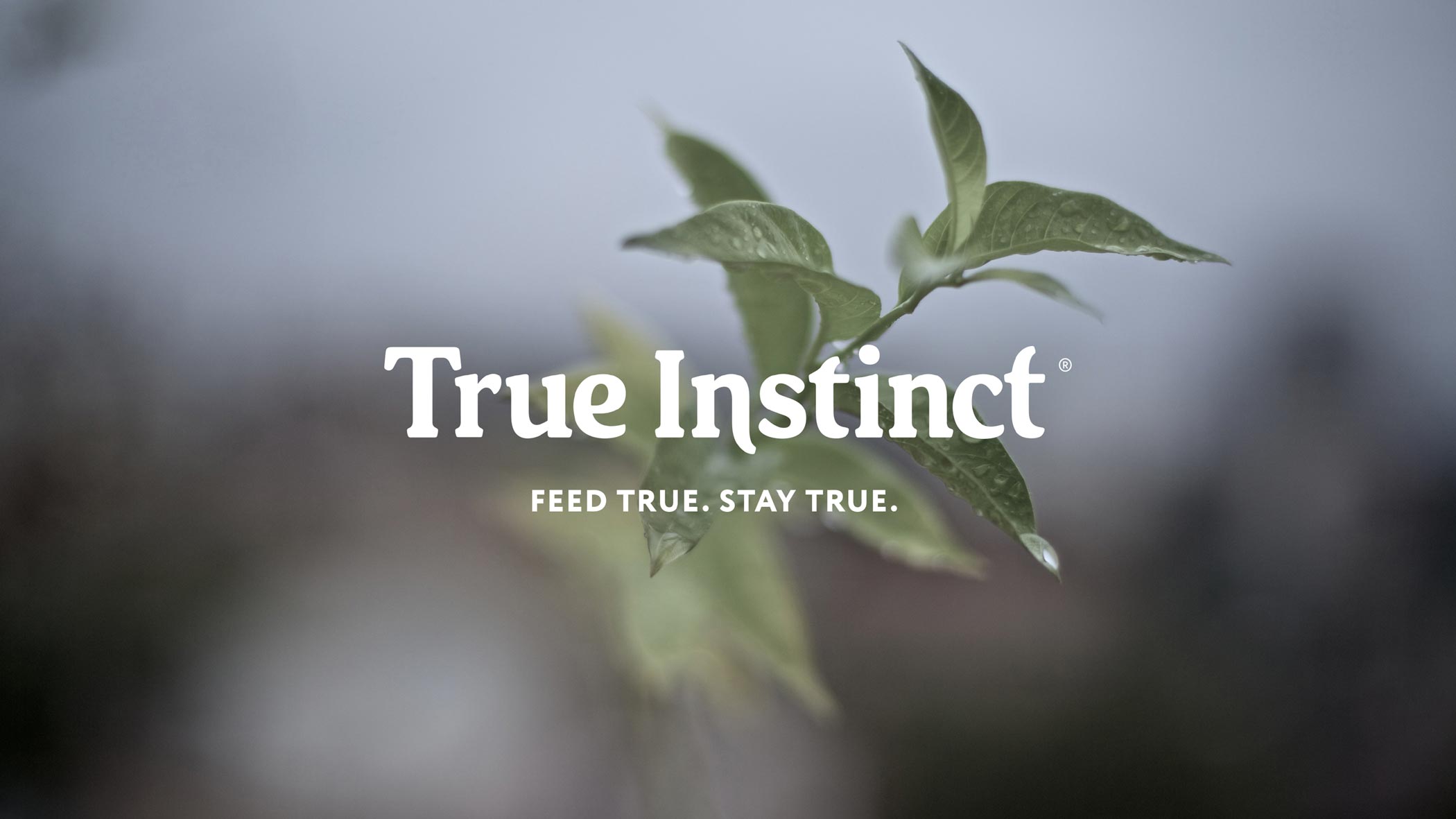 Logo re-design process for True Instinct — Designed by Anton Burmistrov