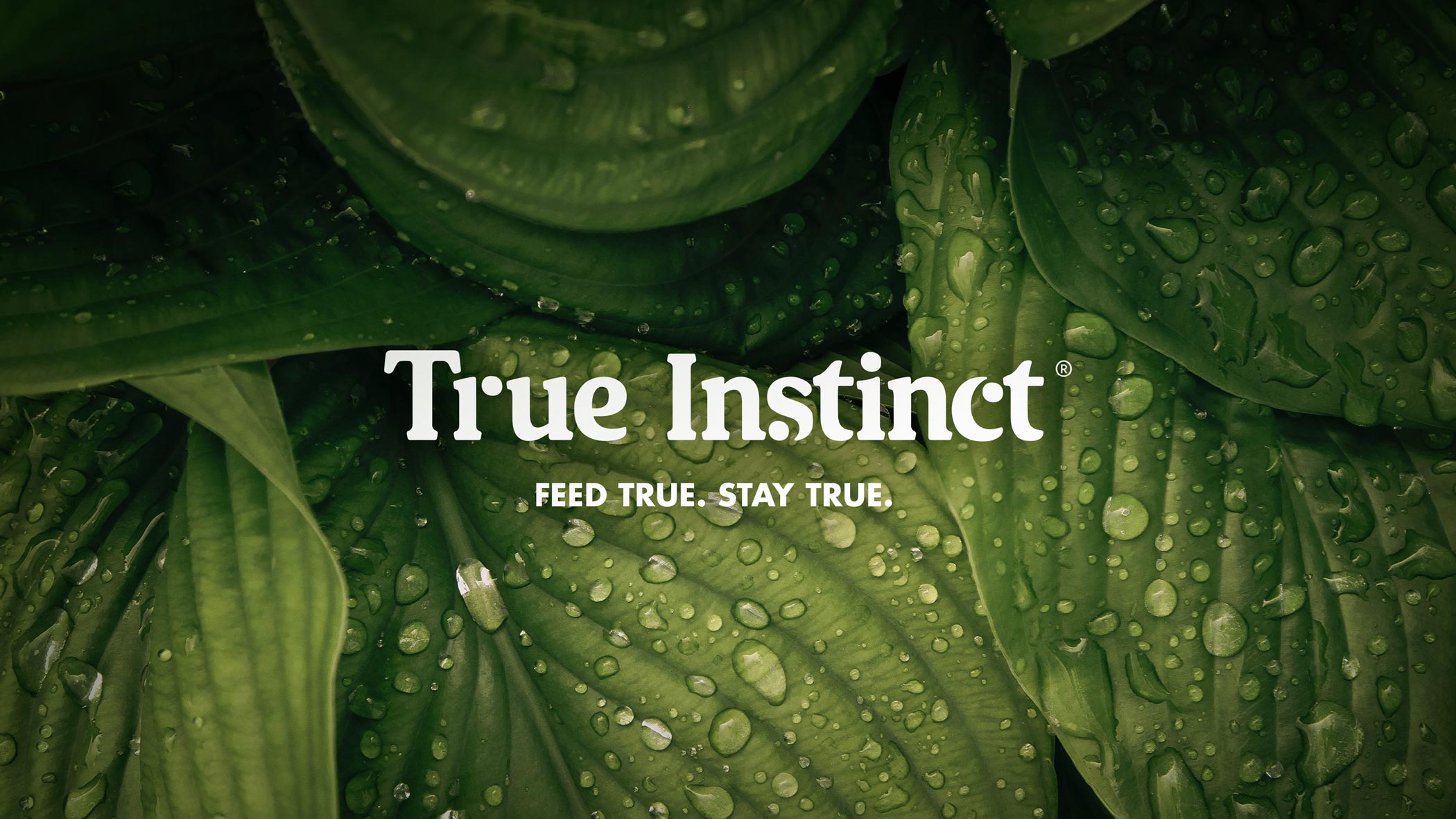 Logo re-design process for True Instinct — Designed by Anton Burmistrov