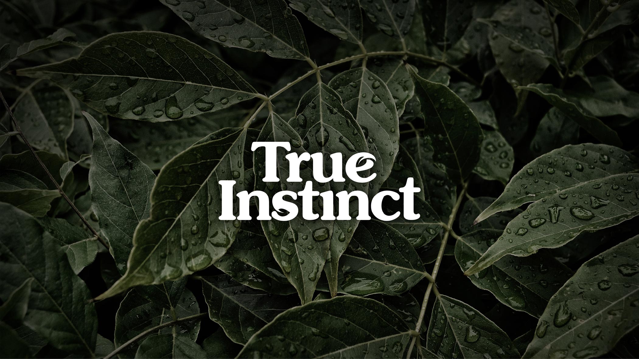 Logo re-design process for True Instinct — Designed by Anton Burmistrov