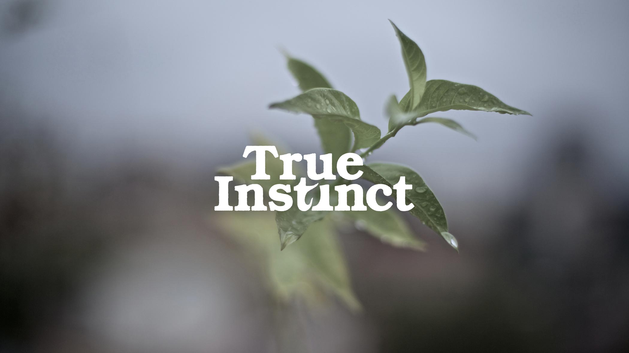 Logo re-design process for True Instinct — Designed by Anton Burmistrov